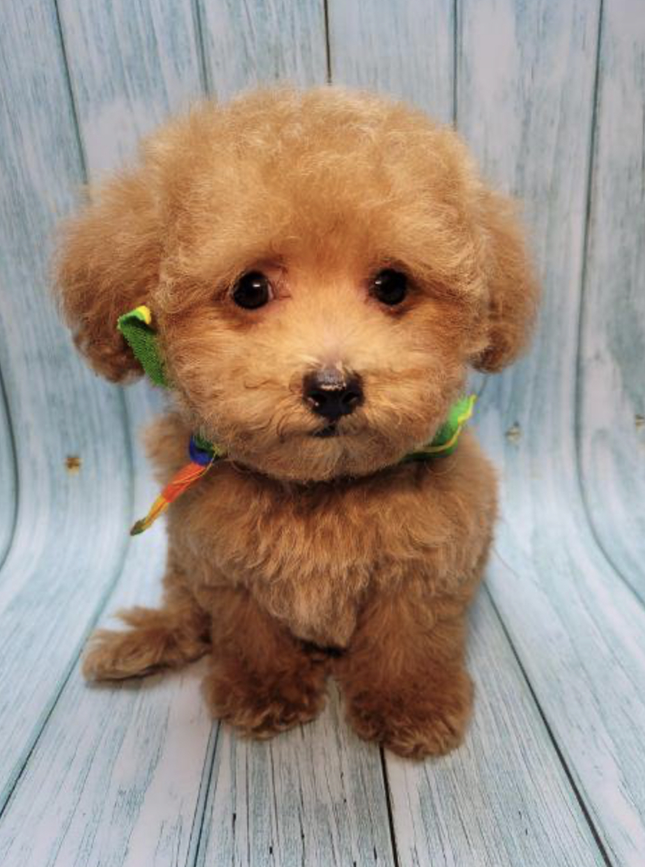 toy poodle puppies - Puppy Petite
