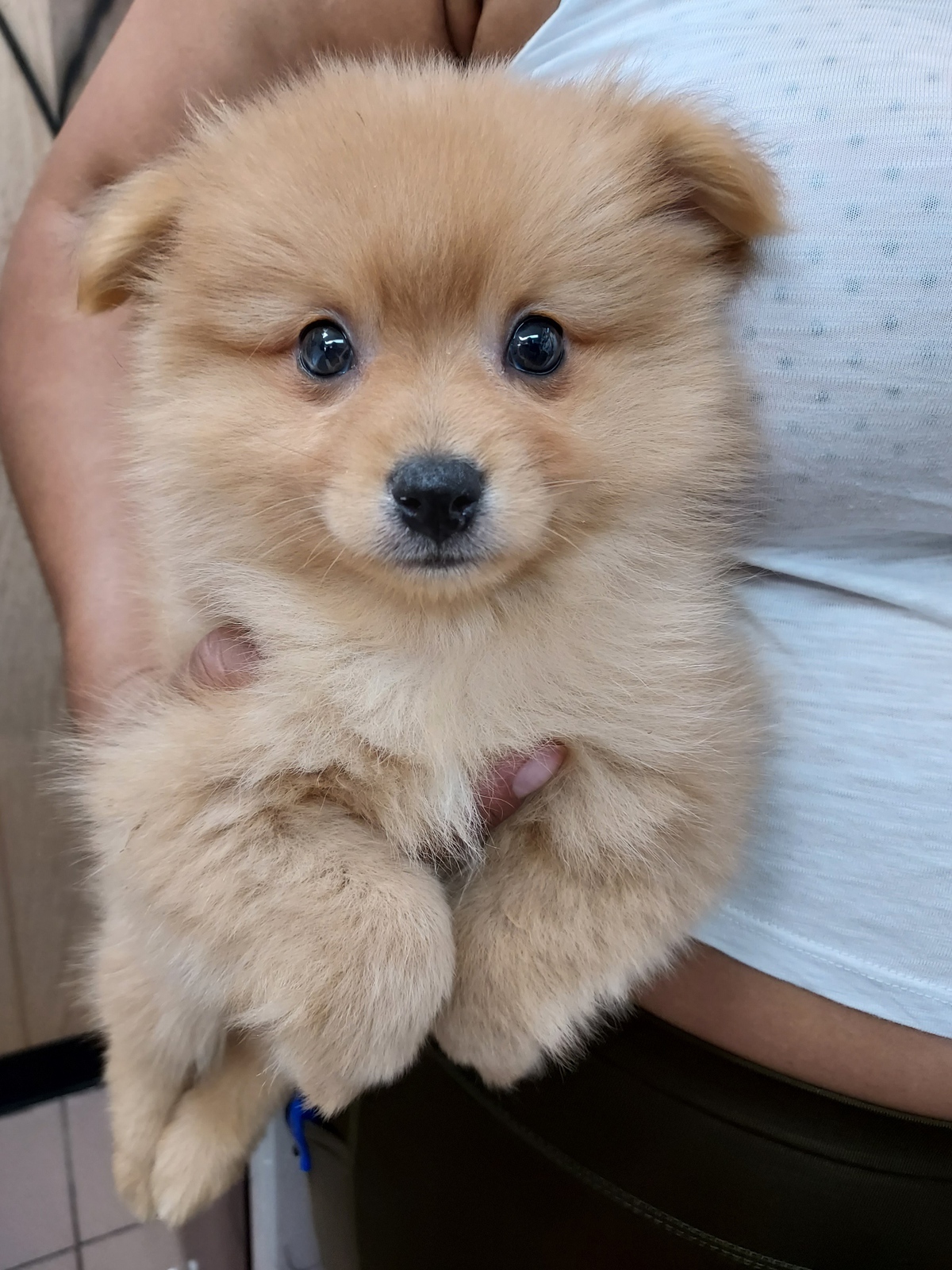 teacup pomeranian puppies pennsylvania - Puppy Petite