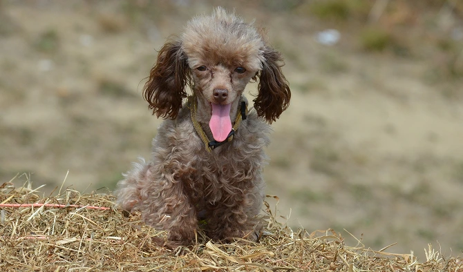 Puppy Petite | How To Crate Train a Poodle Puppy